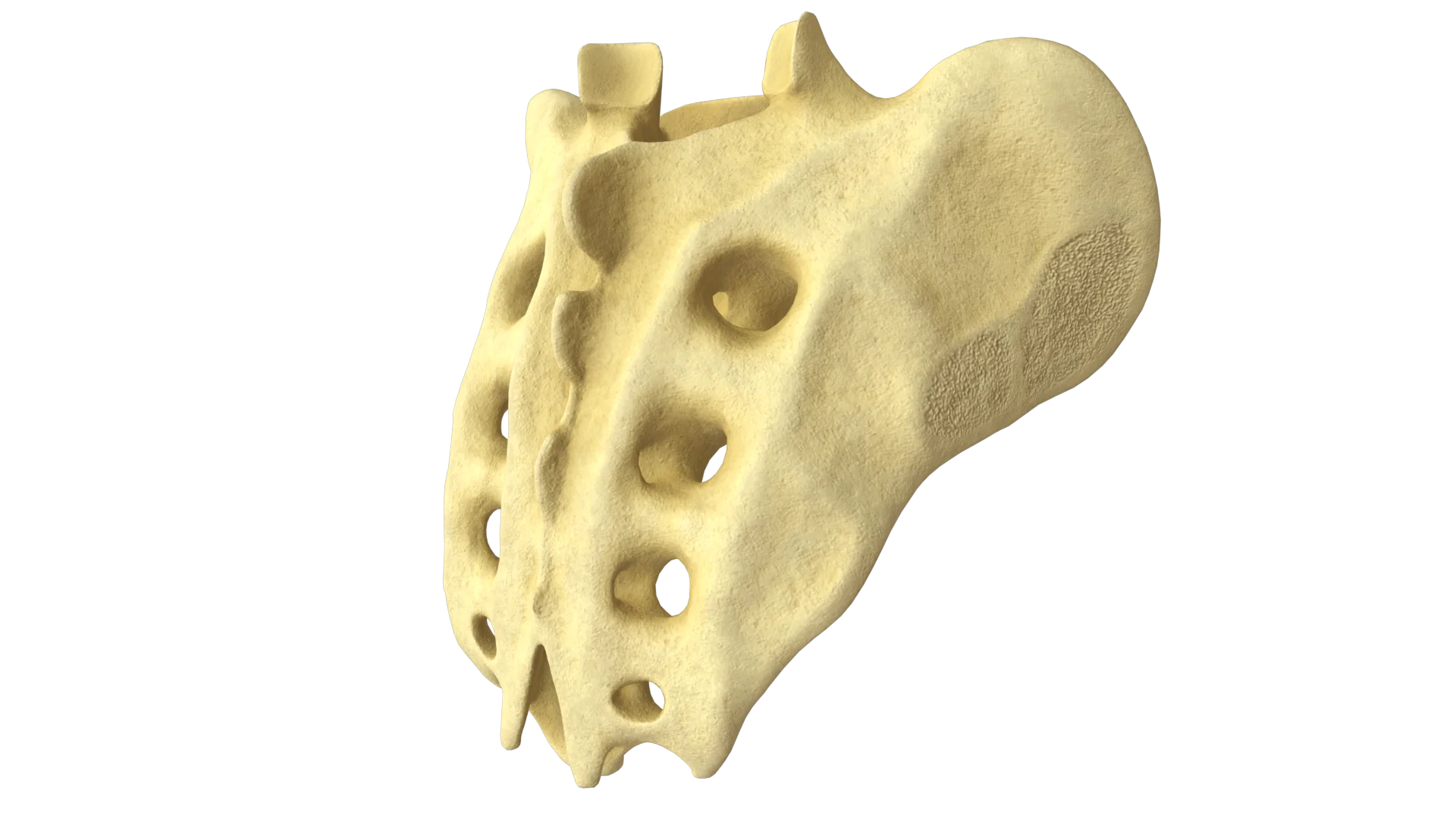 Modelos 3D de anatomía sistémica | VOKA